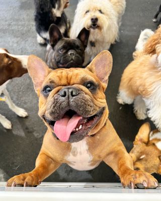 WEST LA DOGS- BIG DOG BUILDING - Updated September 2025 - 212 Photos ...