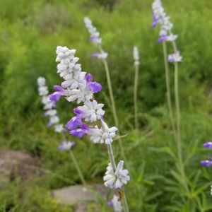 JACK JUDSON NATURE TRAILS - 15 Photos - Viesca And Greely, San Antonio ...