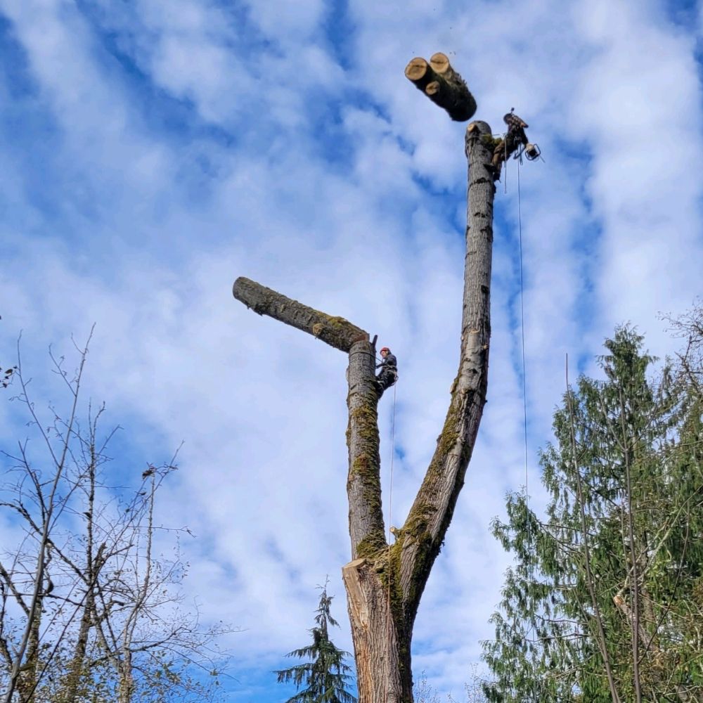 JOES TREE & TIMBER - Updated July 2025 - Duvall, Washington - Tree ...