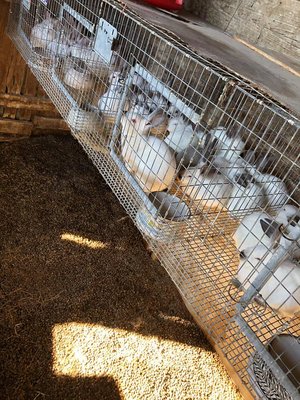 FORT WORTH’S FINEST RABBITRY - Updated September 2025 - Bridgeport ...
