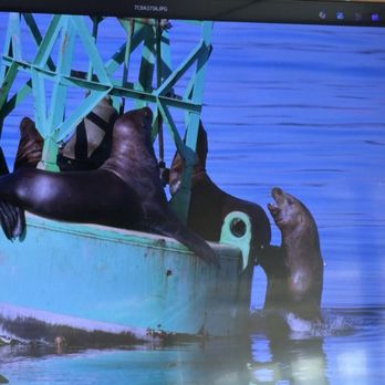 PUGET SOUND EXPRESS - Updated January 2026 - 231 Photos & 93 Reviews ...