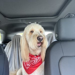 BOSS THE PET CONNECTION - 809 Photos & 68 Reviews - 7439 W Sample Rd ...