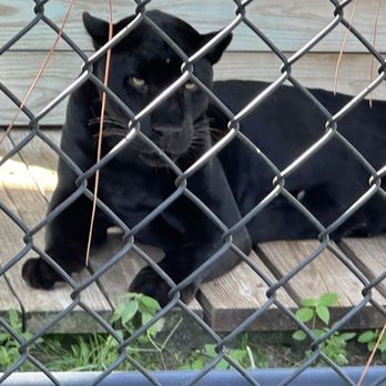 PANTHER RIDGE CONSERVATION CENTER - Updated June 2025 - 305 Photos ...