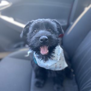 VIP DOG GROOMING - Updated August 2024 - 895 Photos & 664 Reviews ...