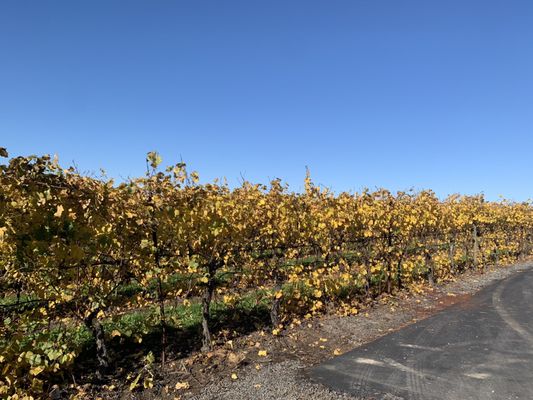 VITIS RIDGE - Updated October 2025 - 17 Photos & 13 Reviews - 6685 ...