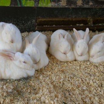 MAPLEWOOD FARM - Updated September 2025 - 252 Photos & 46 Reviews - 405 ...