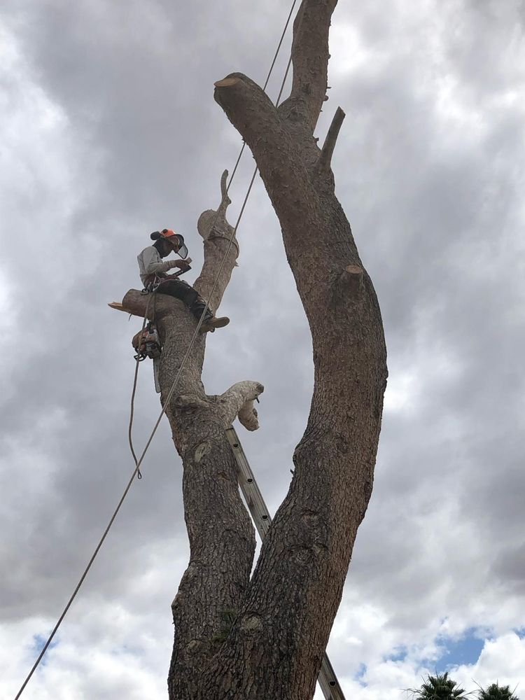 VISTA TREE REMOVAL & TRIMMING - Updated June 2024 - Request a Quote ...