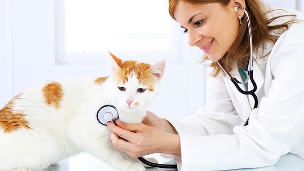 CHESDIN ANIMAL HOSPITAL - Updated March 2026 - 15 Photos & 18 Reviews ...