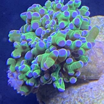 BELL BIRD FARM - Updated October 2024 - 63 Photos & 50 Reviews - 6909 ...