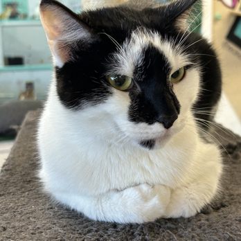 MOCHAS AND MEOWS - Updated October 2025 - 151 Photos & 91 Reviews ...