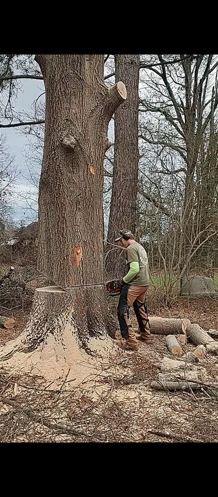 PARAGON TREE EXPERT - Updated November 2025 - 20 Photos - Wendell ...