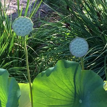 LOTUSLAND - Updated August 2024 - 1098 Photos & 128 Reviews - 695 ...