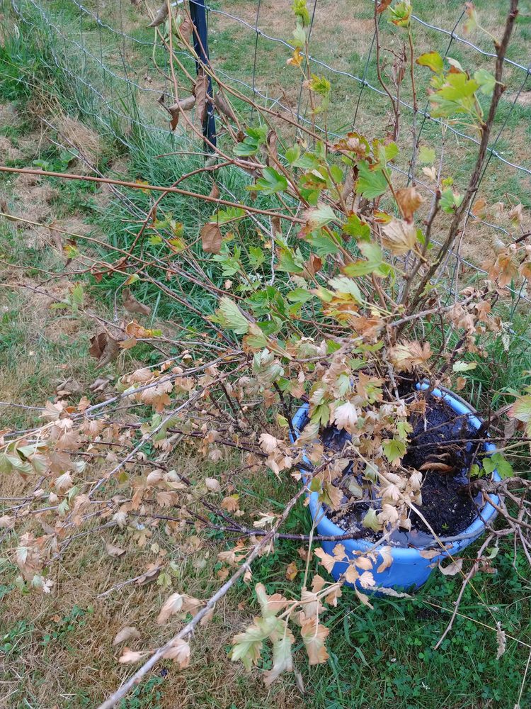 SPRINGBROOK NURSERY & TRUCKING - Updated December 2025 - 9022 84th St ...