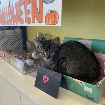 THE CAT HOUSE - Updated January 2026 - 76 Photos & 15 Reviews - 344 E ...