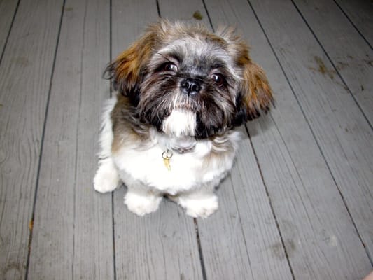 DEBORAH KNIBB, DVM - Updated December 2025 - 34 Reviews - 3217 Danville ...