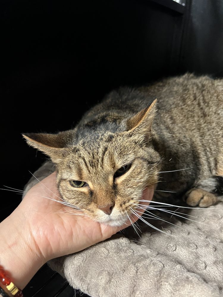 PETZCHARM - Updated January 2026 - 107 Photos & 11 Real Reviews - 800 W ...