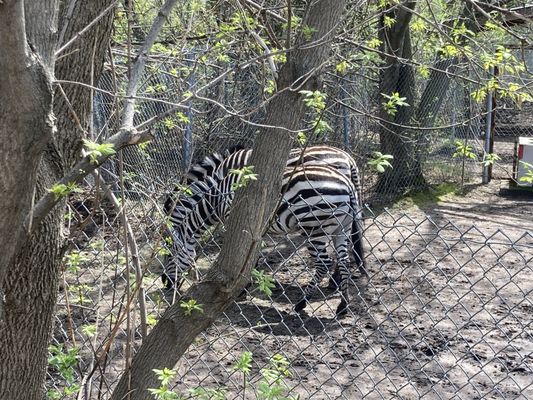 PINE GROVE ZOO - Updated October 2025 - 15 Photos - 1200 W Broadway ...