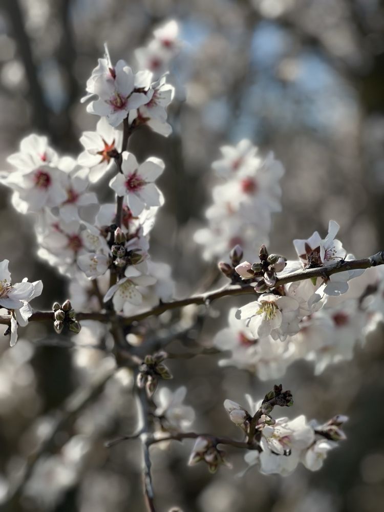 SHADOW CLIFFS REGIONAL RECREATION AREA - Updated November 2025 - 259 ...