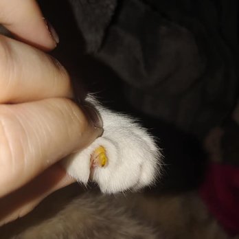 CHENEY ANIMAL CLINIC - Updated January 2026 - 29 Reviews - 455 Cheney ...