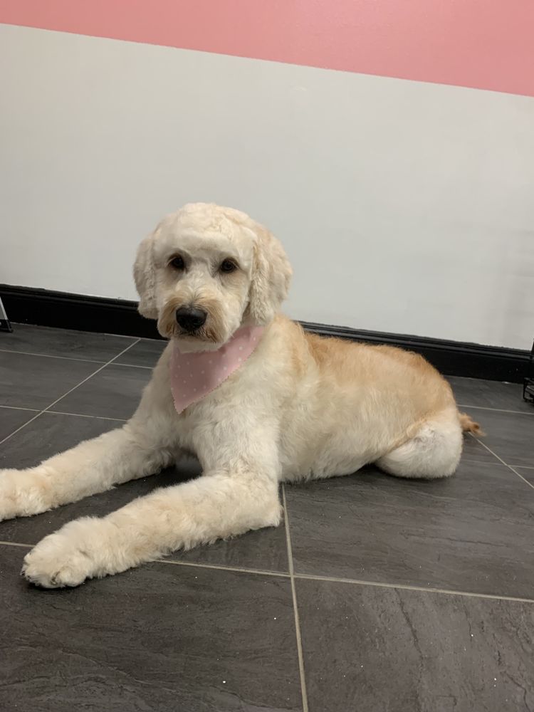 HAPPY PUP SPA - Updated May 2026 - 18 Photos & 10 Reviews - 3920 ...