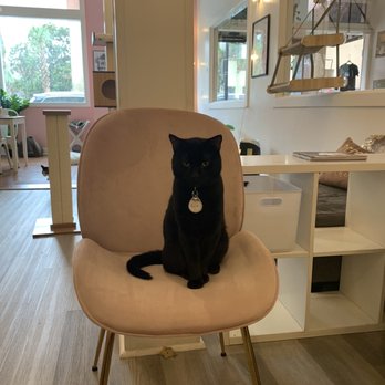 POUNCE CAT CAFE - Updated June 2024 - 333 Photos & 81 Reviews - 404 W ...