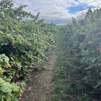 HEIDER’S BERRY FARM - Updated December 2025 - 38 Photos & 17 Reviews ...