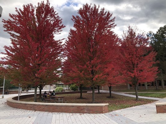 BINGHAMTON UNIVERSITY, STATE UNIVERSITY OF NEW YORK - 64 Photos & 33 ...