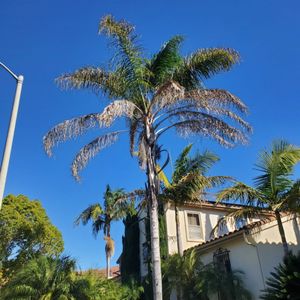 VISTA TREE SERVICE - Updated January 2026 - 33 Photos & 63 Reviews ...