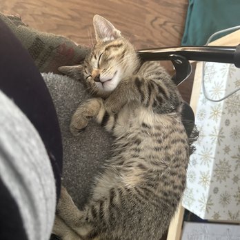 MONTGOMERY COUNTY ANIMAL SERVICES AND ADOPTION CENTER - Updated ...