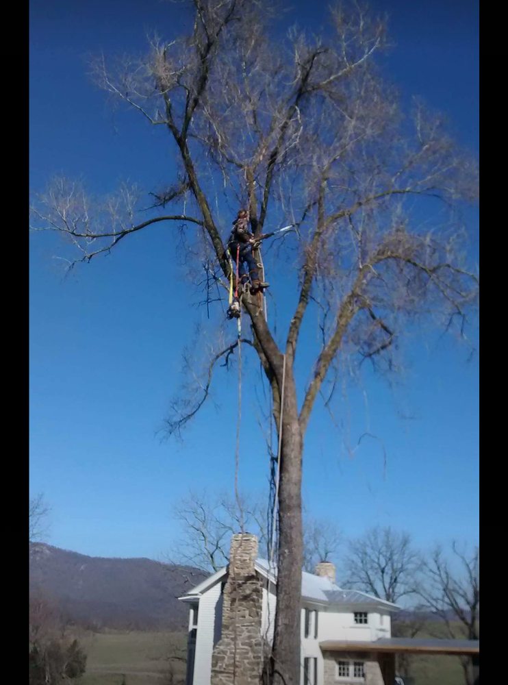 JAMES PULLEN TREE SERVICE - Madison, Virginia - Tree Services - Phone ...