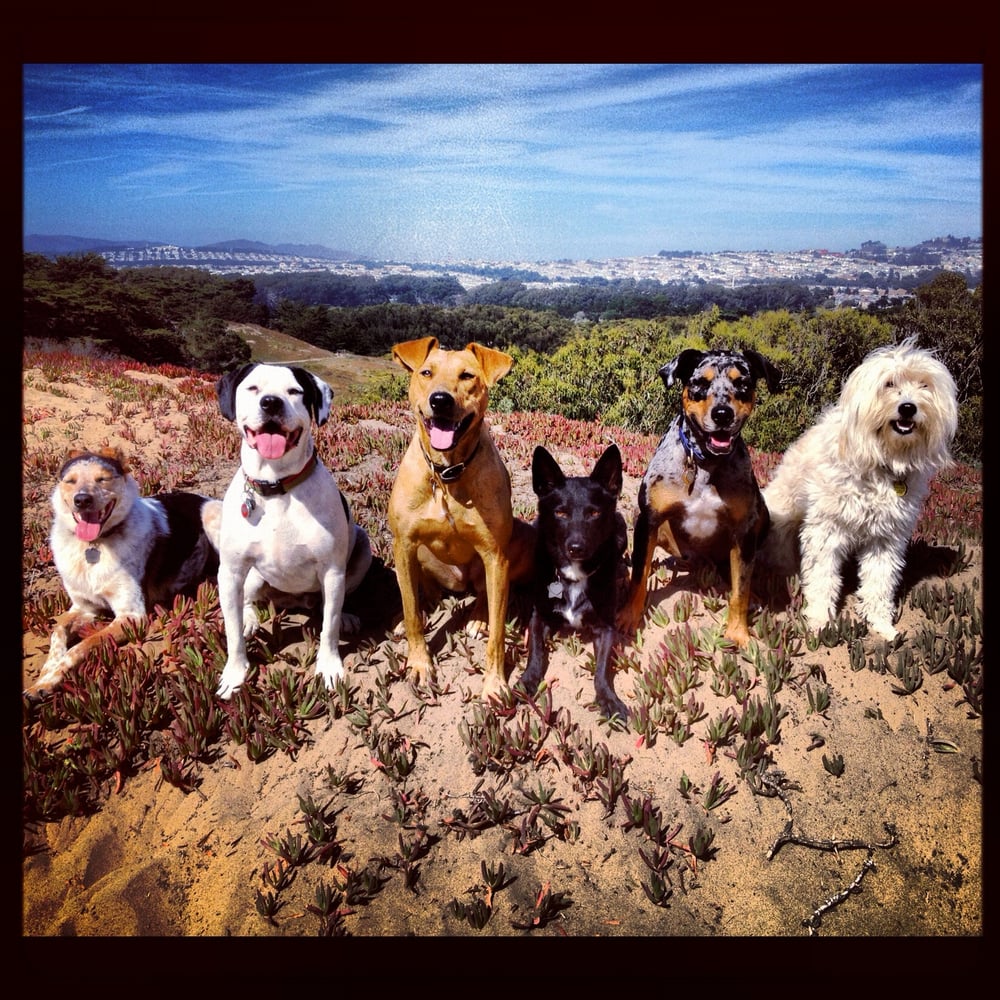 SF DOG SQUAD - Updated December 2024 - San Francisco, California - Dog ...