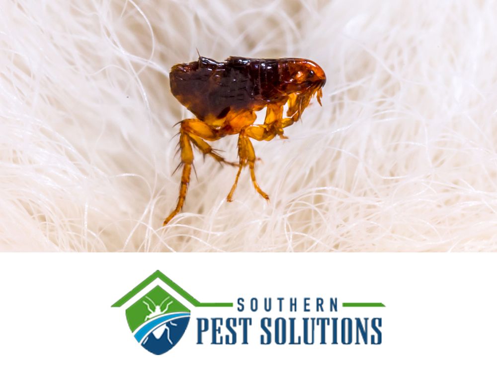 SOUTHERN PEST SOLUTIONS - Updated December 2025 - 555 Fayetteville St ...