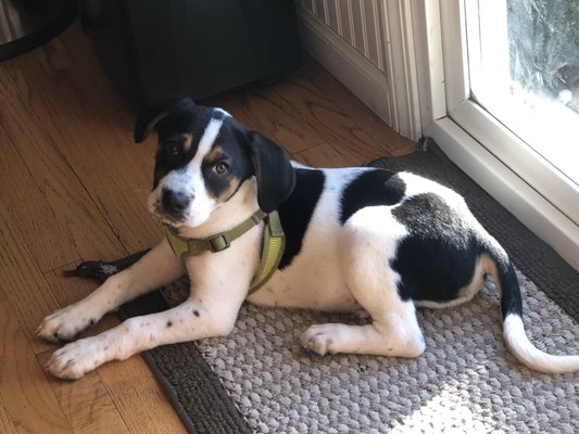 RVAR - RIVER VALLEY ANIMAL RESCUE - 16 Photos - 3960 N Vincennes Trl ...