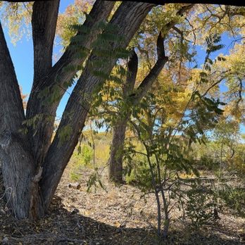 PASEO DEL BOSQUE TRAIL - Updated January 2026 - 127 Photos & 29 Reviews ...