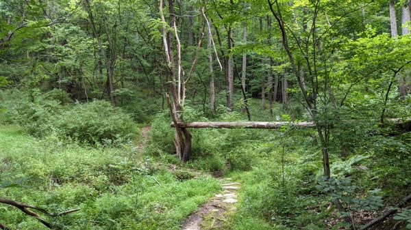 BULL RUN MOUNTAINS NATURAL AREA PRESERVE - Updated August 2025 - 115 ...