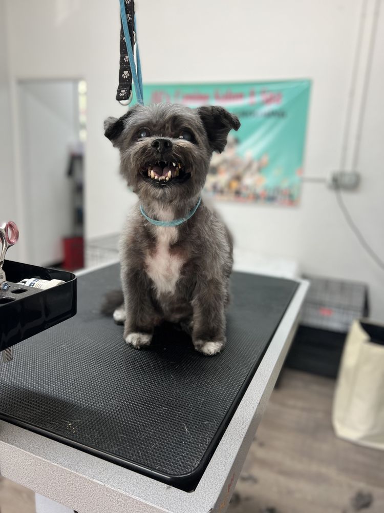 ALI’S CANINE SALON & SPA - Updated October 2025 - 18 Photos - 22055 OR ...