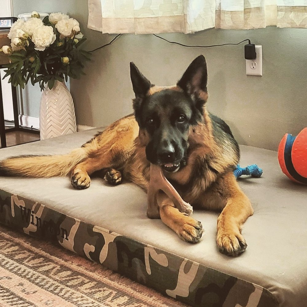 BLUE RIDGE LANE GERMAN SHEPHERDS - Updated September 2025 - 55 Photos ...