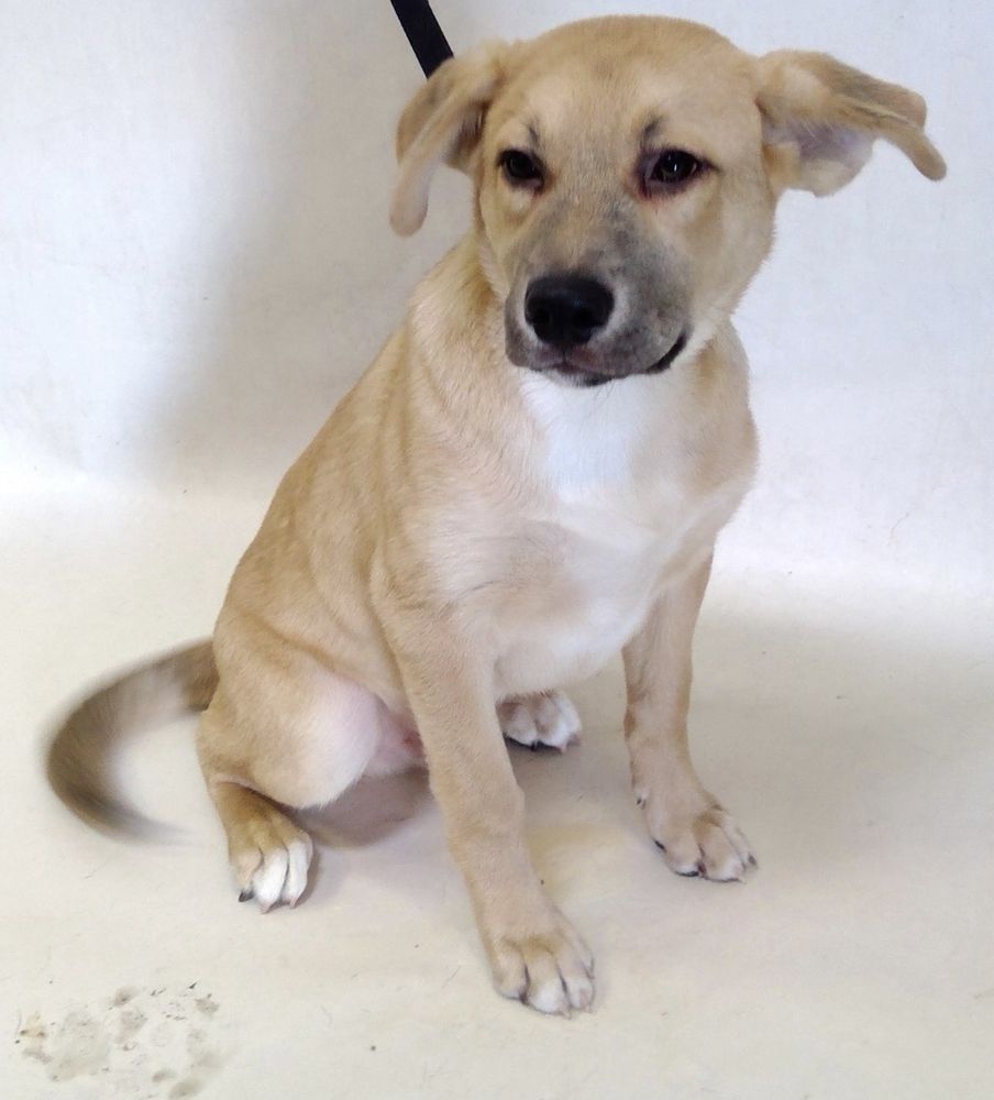 SOUTHEAST AREA ANIMAL CONTROL AUTHORITY - Updated February 2025 - 201 ...