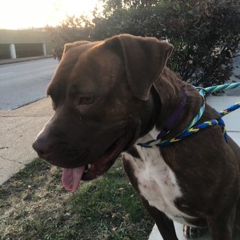 STRAY RESCUE - Updated January 2026 - 20 Photos & 53 Reviews - 2320 ...