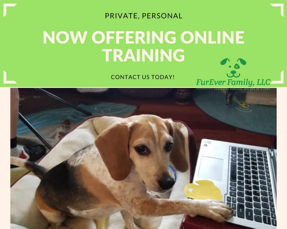 FUREVER FAMILY - Pet Training - 1676 Thenia Pl, Woodbridge, VA - Phone ...