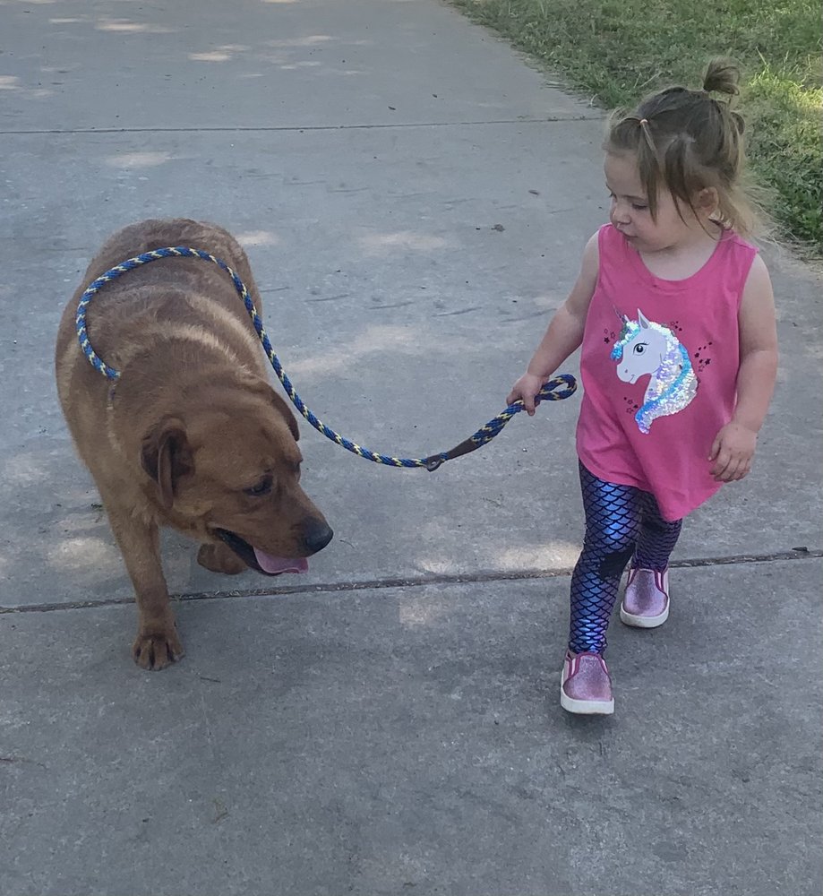 MICONS LABRADORS - Updated March 2025 - 15 Photos & 31 Reviews - 16731 ...