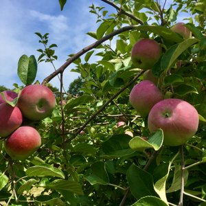 SAMASCOTT ORCHARDS - Updated September 2025 - 61 Photos & 70 Reviews ...