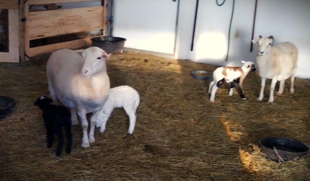 HADDOCK PADDOCK - Updated March 2024 - 12 Photos - 3704 AL-172, Phil ...