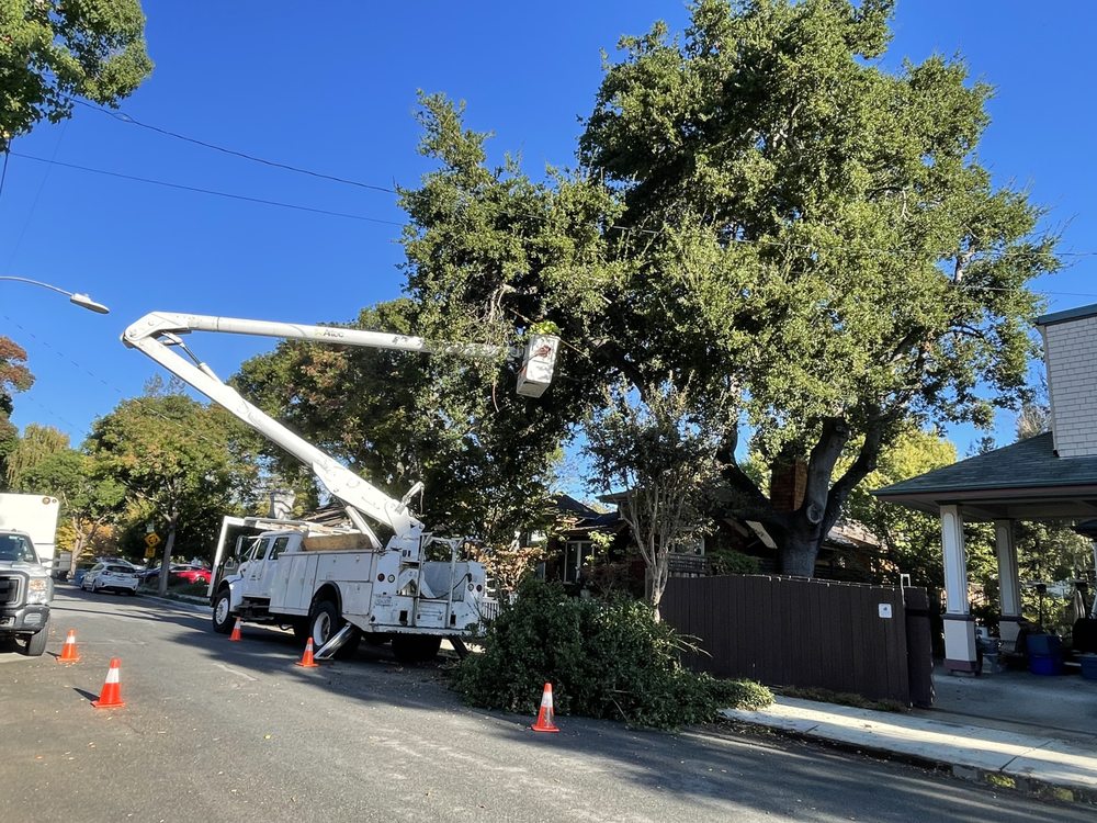 DSOTO TREE & ARBORIST SERVICES - Updated September 2024 - 17 Photos ...