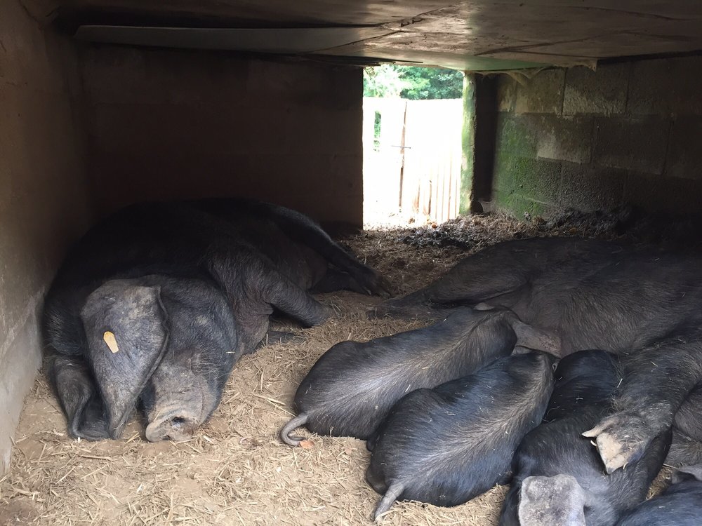 HEALEY’S CYDER FARM - Updated March 2025 - 15 Photos - 1 Veor Cottages ...