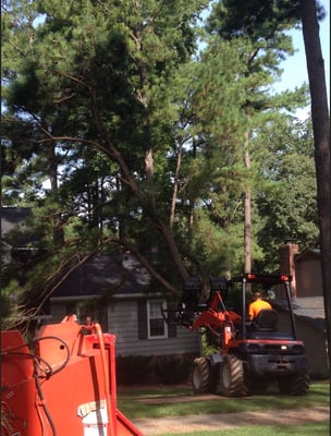 NORTH RALEIGH TREE SERVICE - Updated October 2025 - 25 Photos & 43 ...