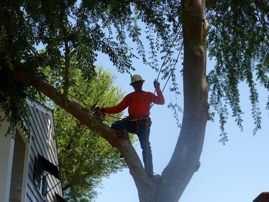 GOMEZ TREE SERVICE - Updated December 2025 - 12 Photos - 4003 E Iowa ...