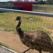 SHARKAROSA WILDLIFE RANCH - 287 Photos & 115 Reviews - 11670 Massey Rd ...