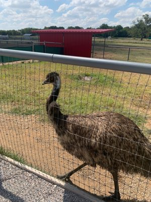 SHARKAROSA WILDLIFE RANCH - 278 Photos & 113 Reviews - 11670 Massey Rd ...