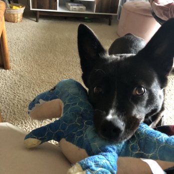 SEATTLE HUMANE - Updated December 2025 - 134 Photos & 222 Reviews ...